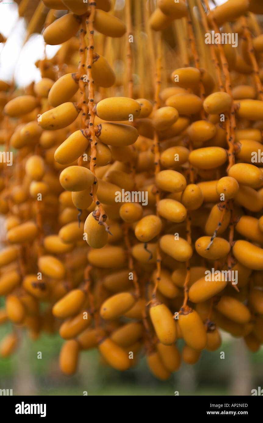 Dates growing on stem hi-res stock photography and images - Alamy