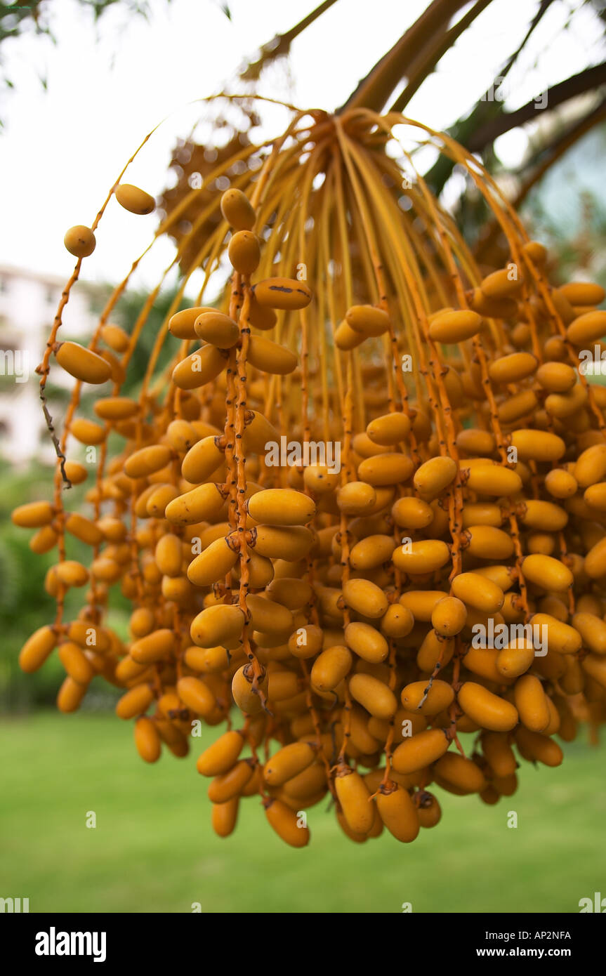 Bunch of dates hanging from a tree Stock Photo - Alamy