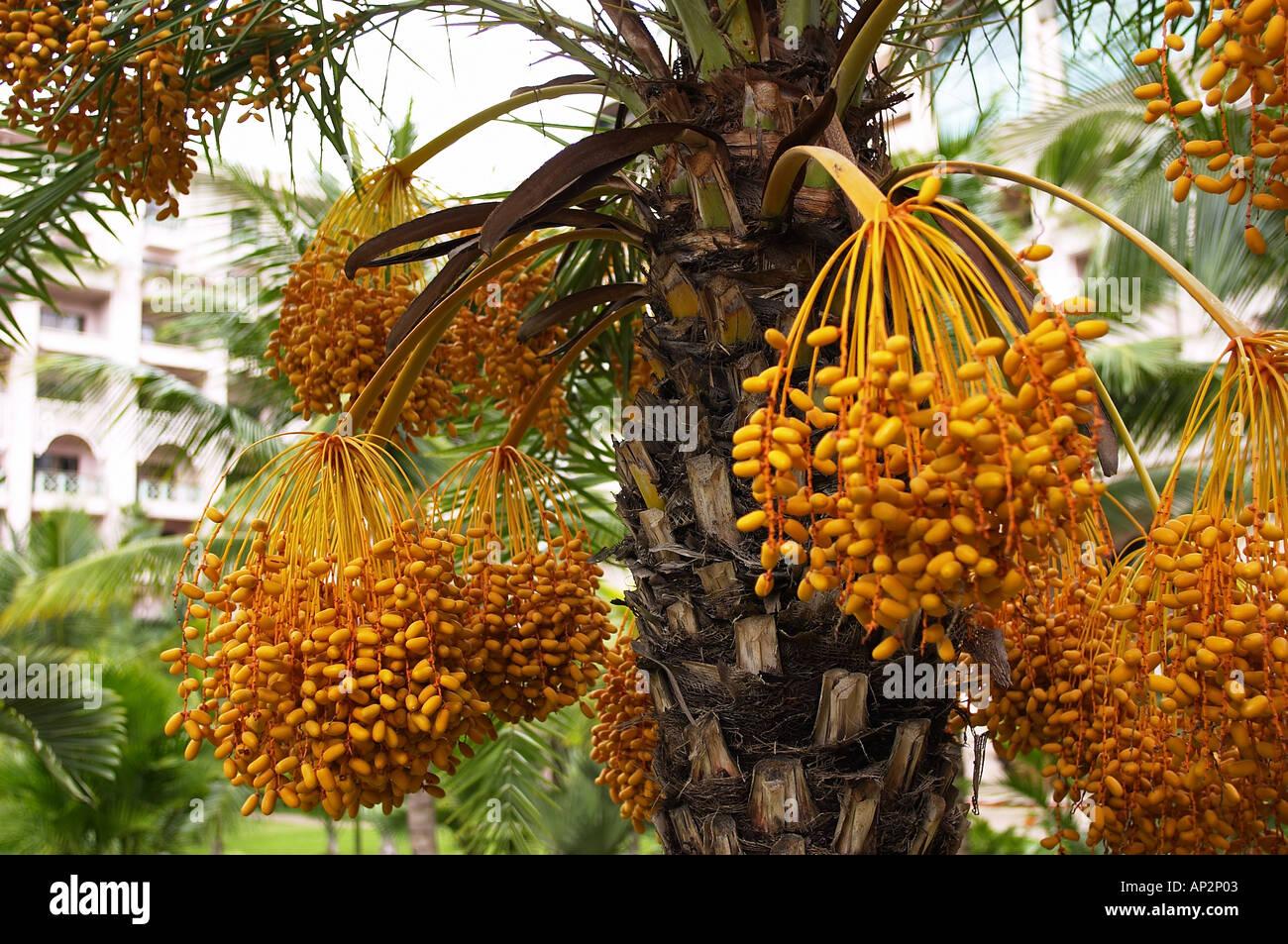 Date tree hi-res stock photography and images - Alamy