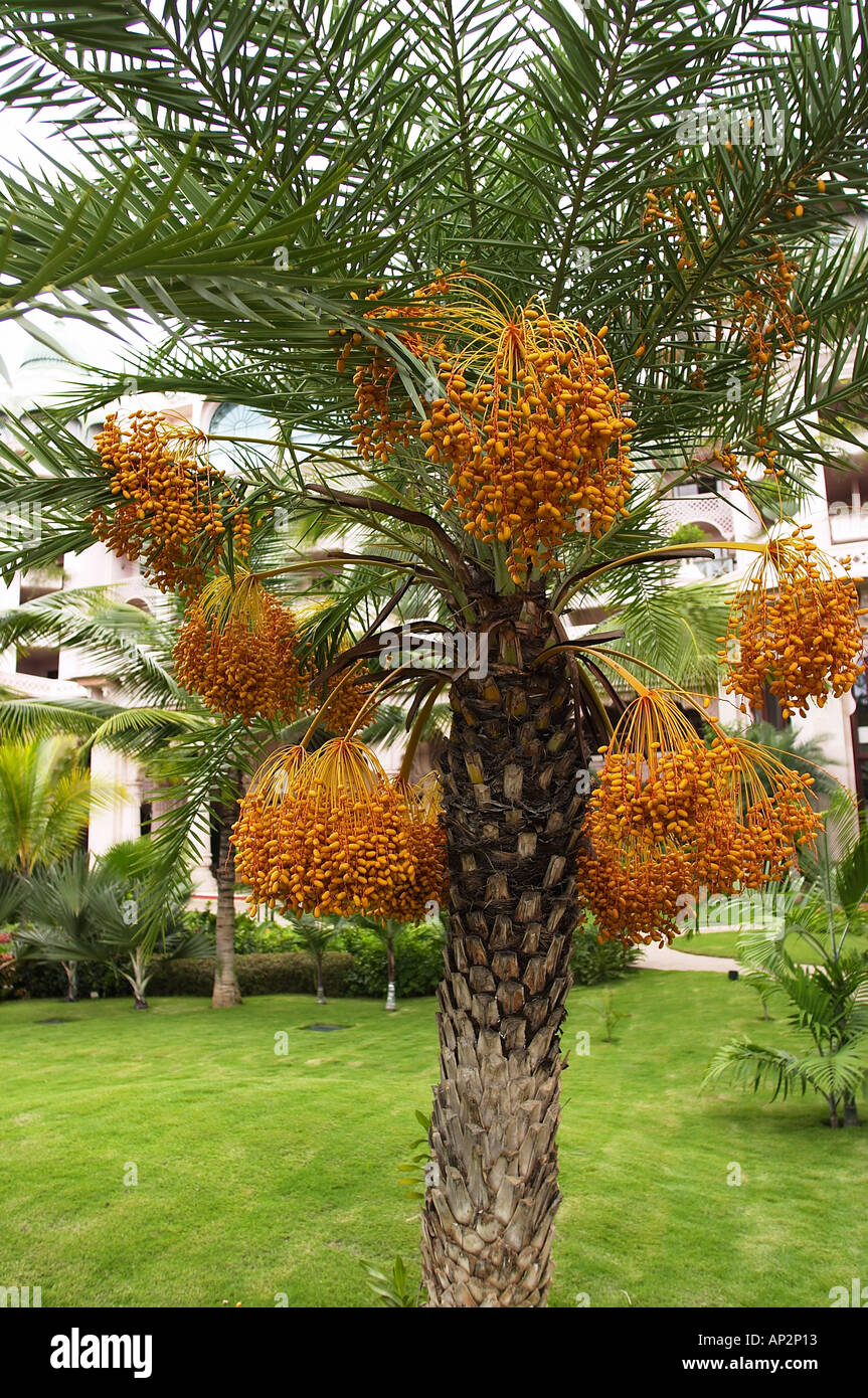 Tree with bunch of dates hanging Stock Photo - Alamy