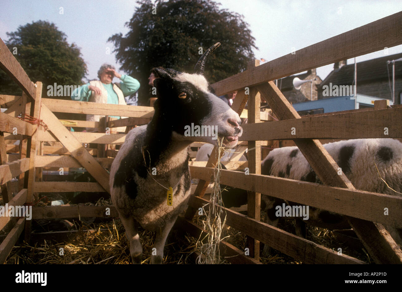 Sheep with a rosette hi-res stock photography and images - Alamy
