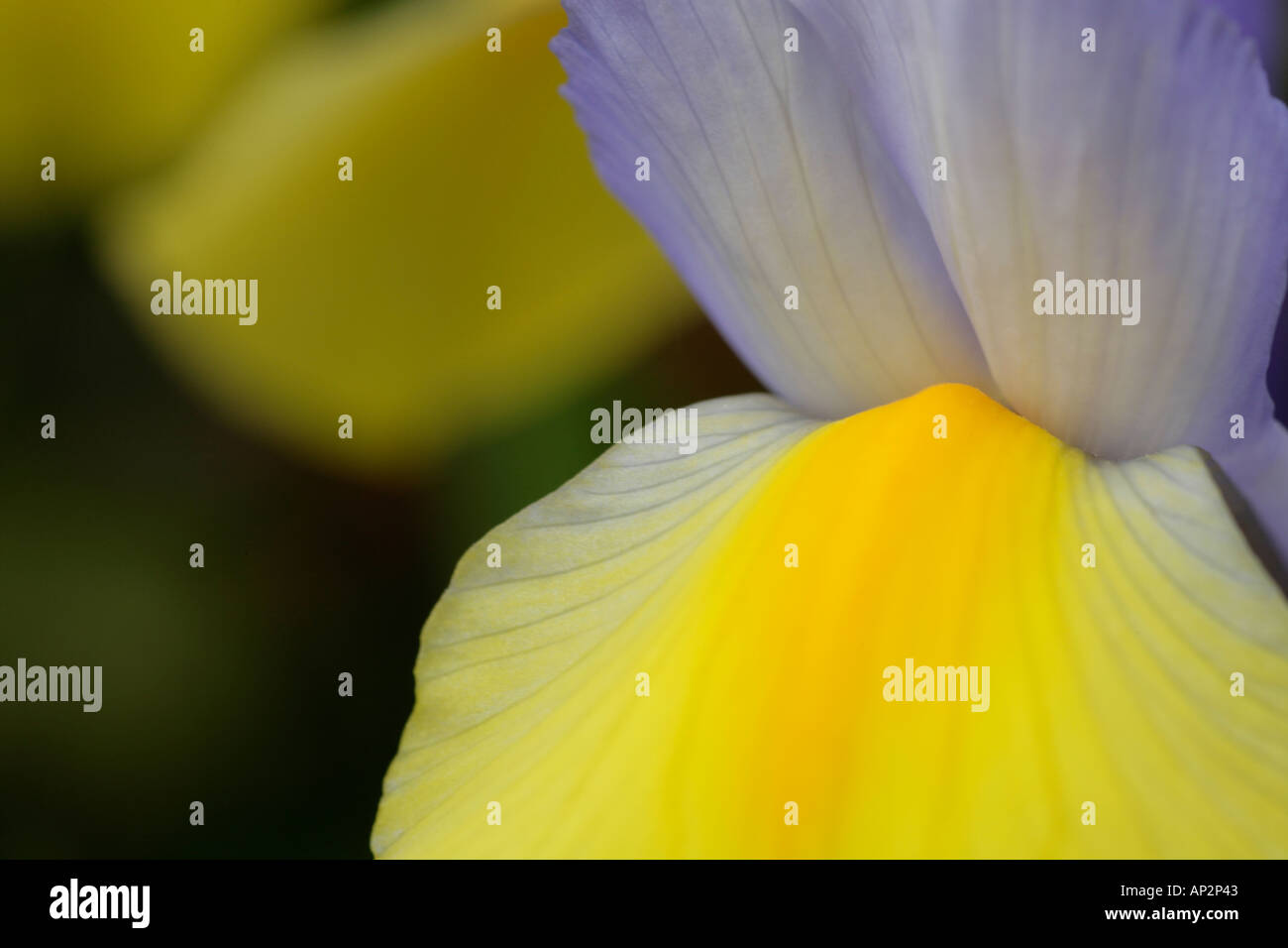 Yellow and blue Iris Stock Photo - Alamy