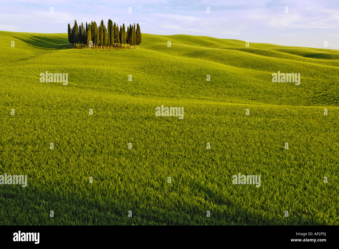 Cypress trees in the countryside, Crete Senesi, Tuscany, Italy Stock ...