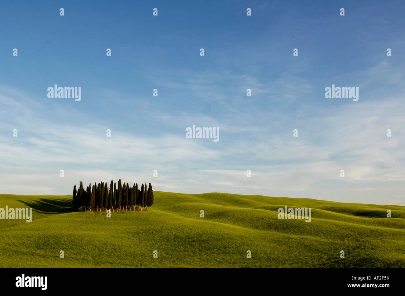 Cypress trees in the countryside, Crete Senesi, Tuscany, Italy Stock ...