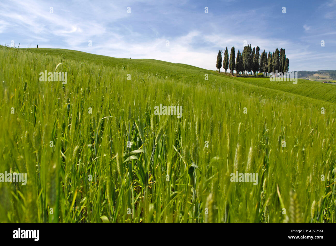 Cypress trees in the countryside, Crete Senesi, Tuscany, Italy Stock ...