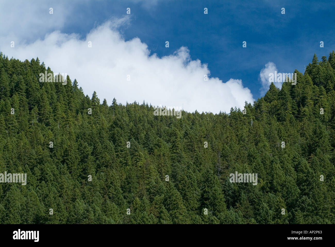 Olympic National Forest evergreen trees on hillside Washington State WA ...