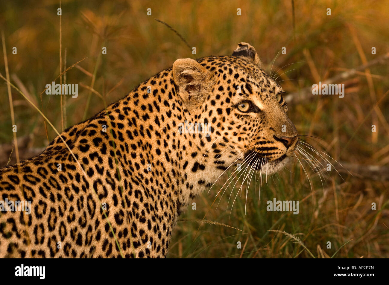 Portrait of female leopard Stock Photo - Alamy
