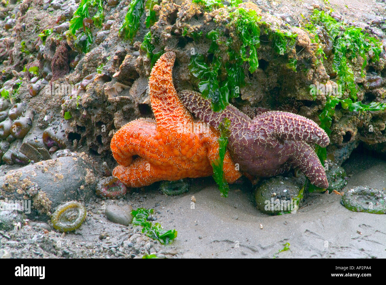 Starfish on rocks ruby beach hi-res stock photography and images - Alamy