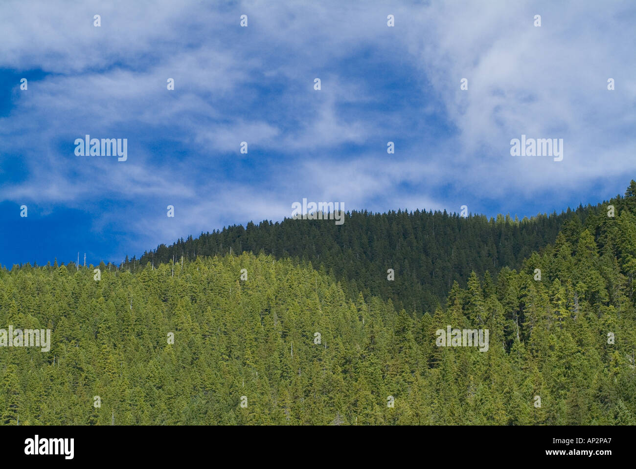Olympic National Forest trees on hillside Washington State WA Park hill ...