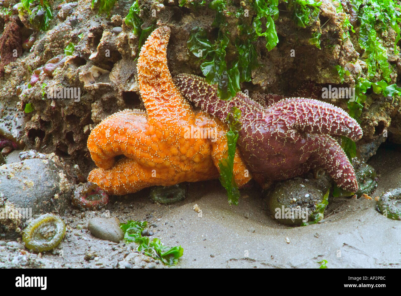 starfish on rocks Ruby Beach Olympic National Park Washington State WA ...