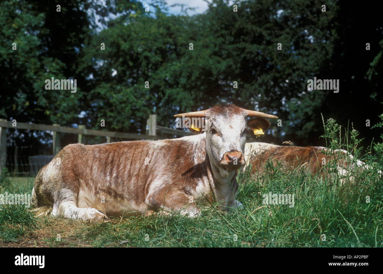 English Longhorn cow Stock Photo - Alamy