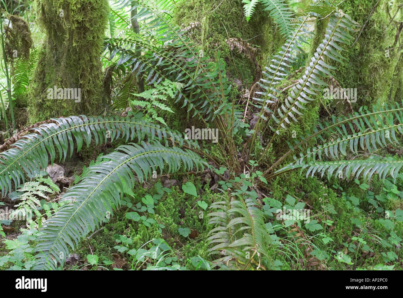 Olympic National Forest ferns on trail to Sol Duc Falls Washington ...