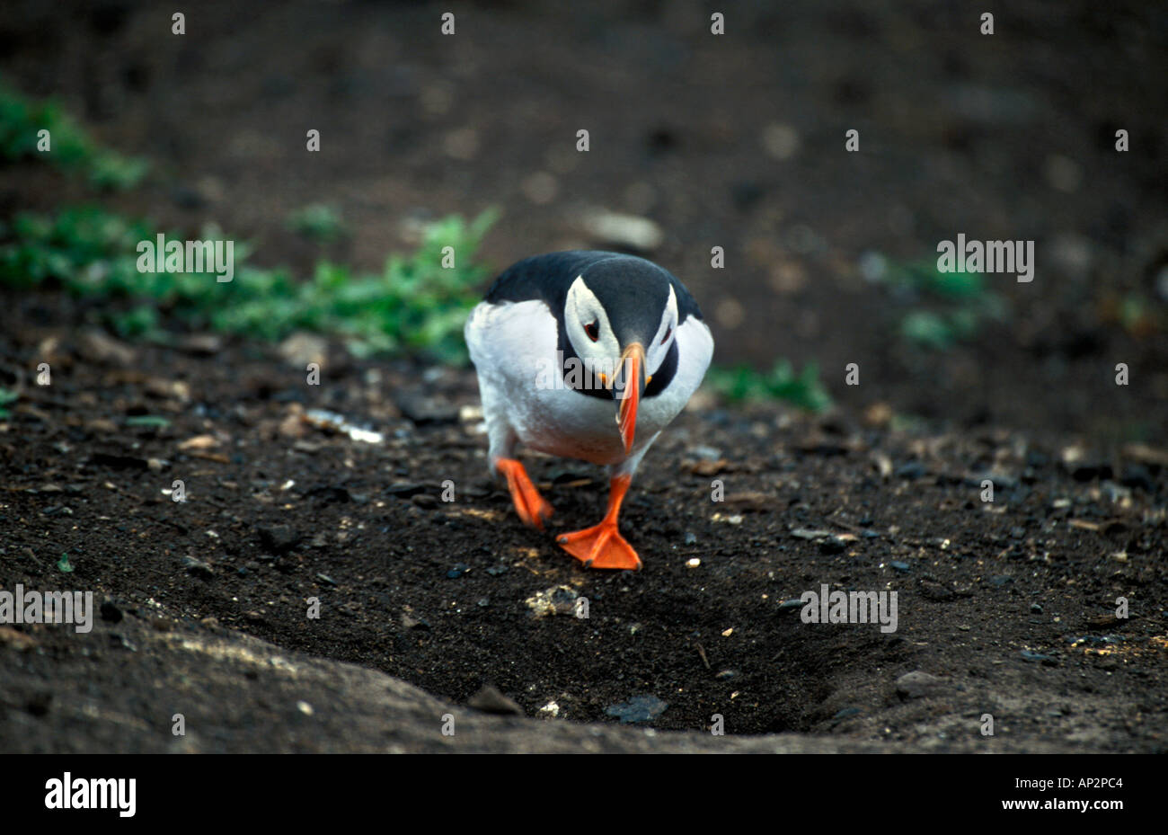 Puffin looking down into burrow nest Stock Photo - Alamy