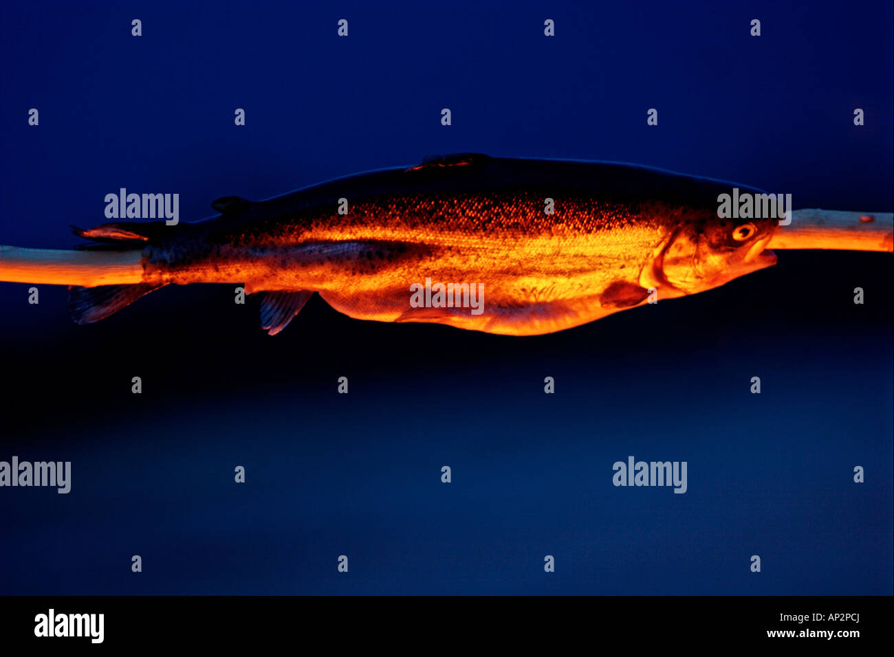Fish over a camp fire Stock Photo - Alamy