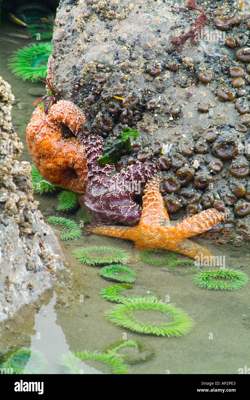 Ruby Beach Olympic National Park Sea Anemones and starfish Washington ...