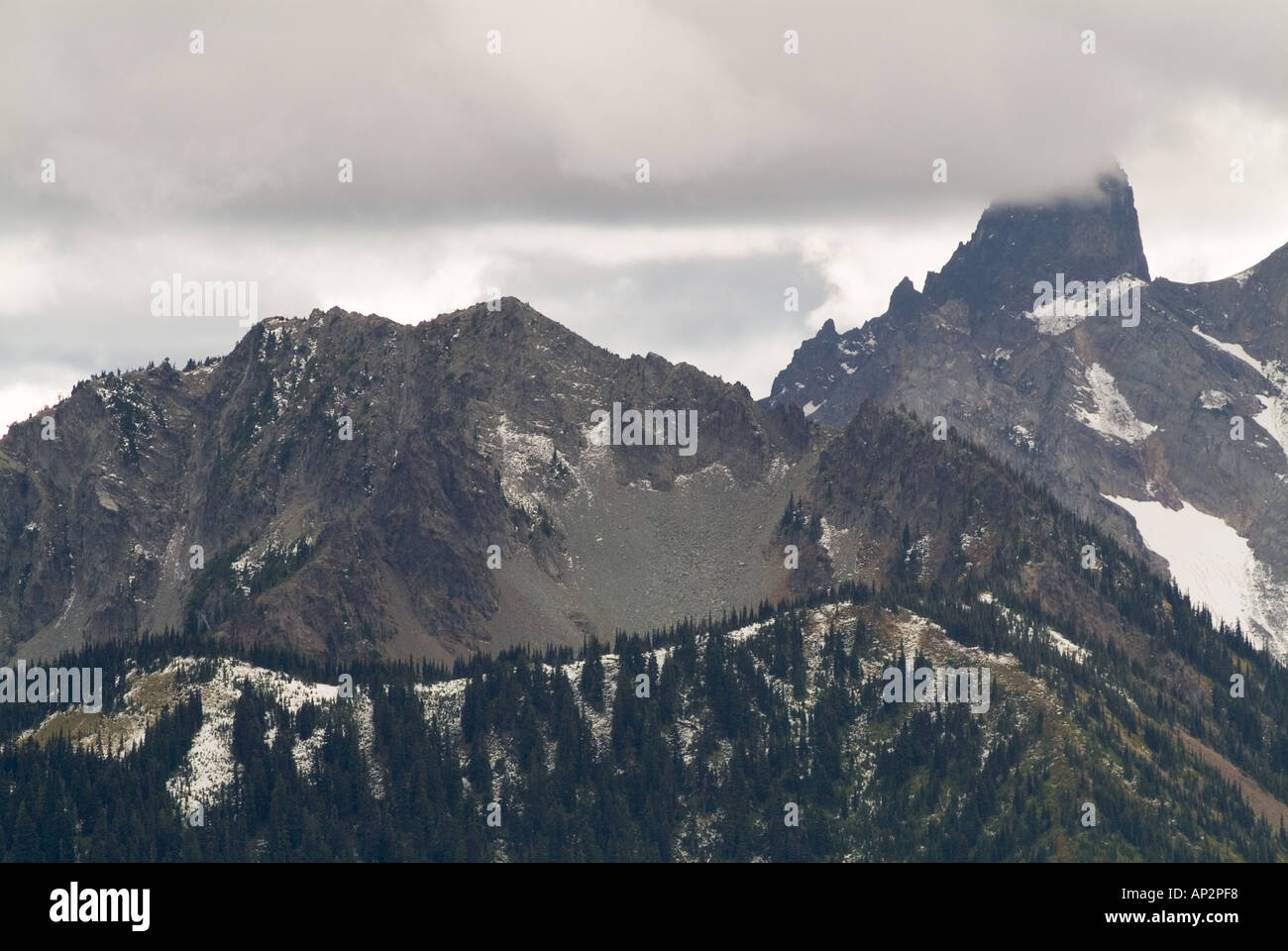 Mount Rainier National Park Washington State WA mountain tree line ...