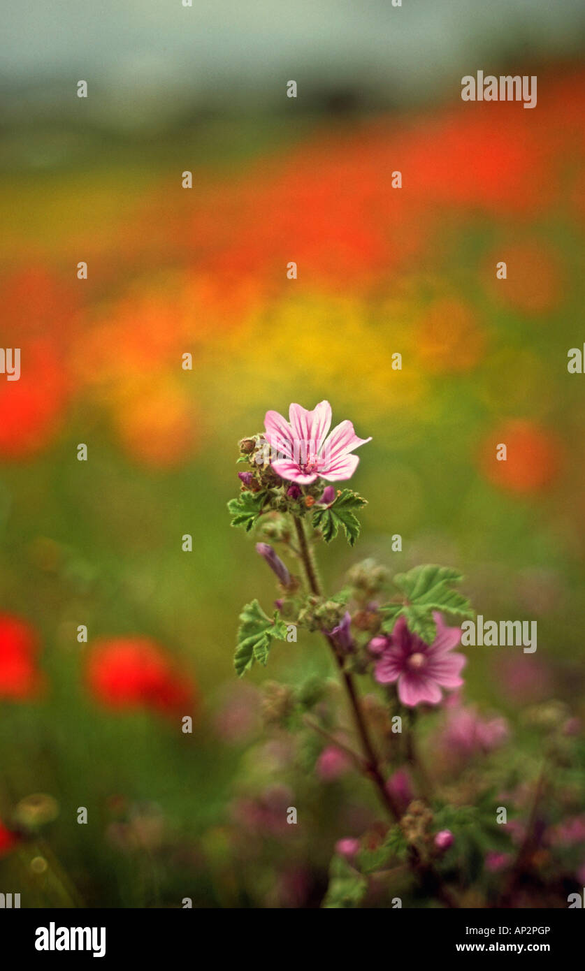 Lone flower hi-res stock photography and images - Alamy