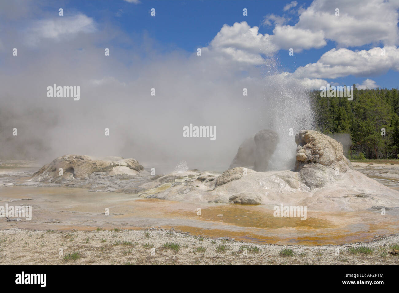 Grotto geyser erupting over sinter terrace Upper Geyser basin ...