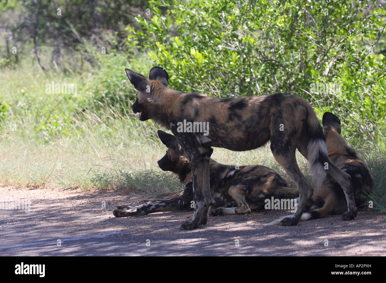 Curious african wild dog hi-res stock photography and images - Alamy