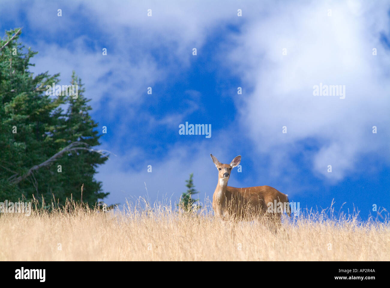deer on Hurricane Ridge Olympic National Park Washington State WA doe ...