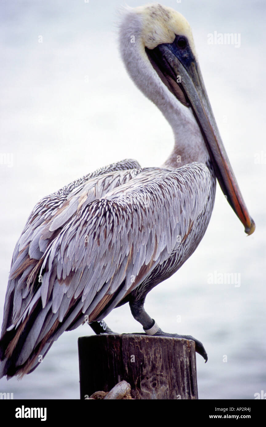 Pelican, South Beach, Miami, Florida, USA Stock Photo - Alamy