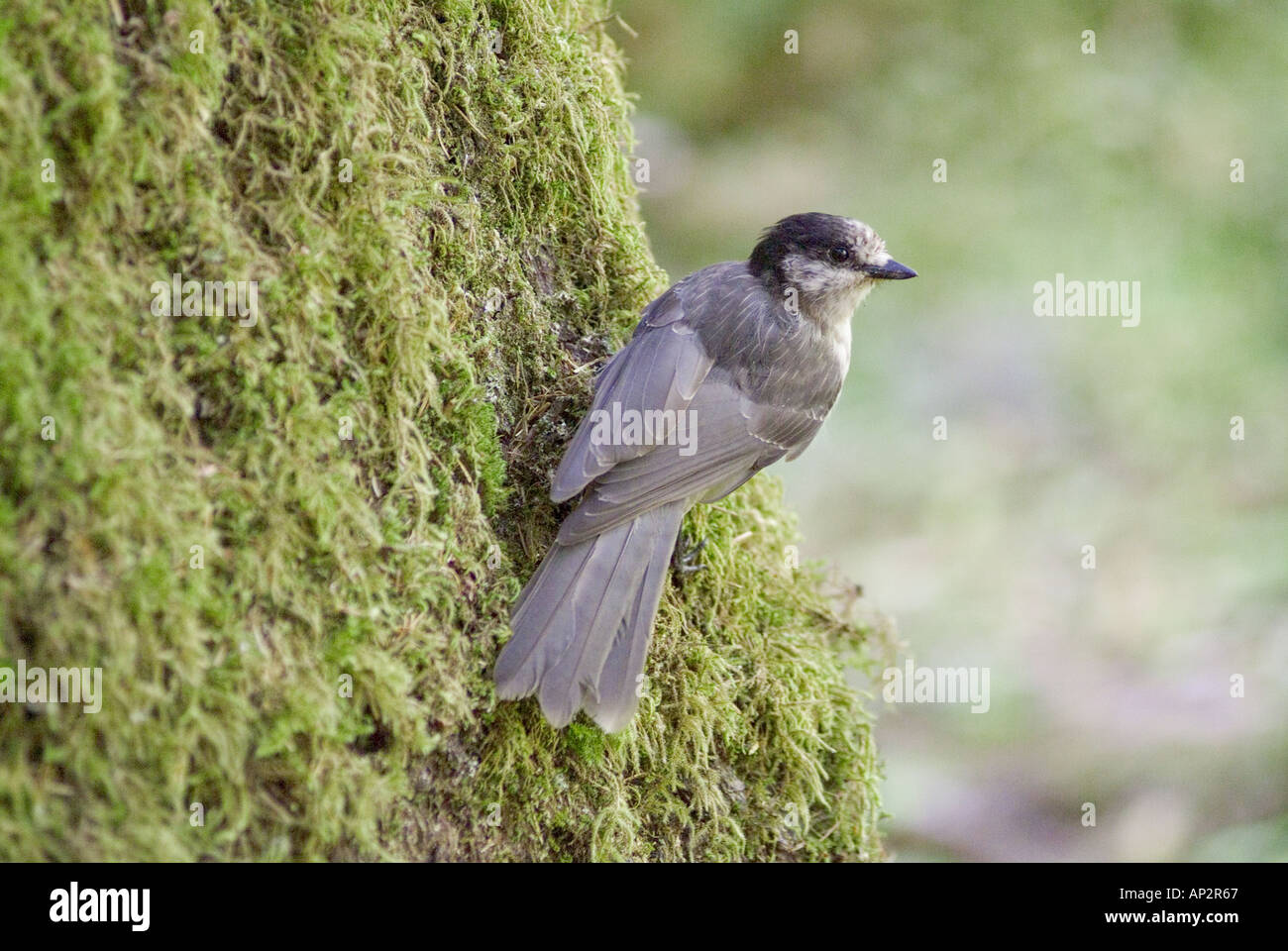Grey Gray Jay birds Hoh Rainforest Olympic National Park Washington ...
