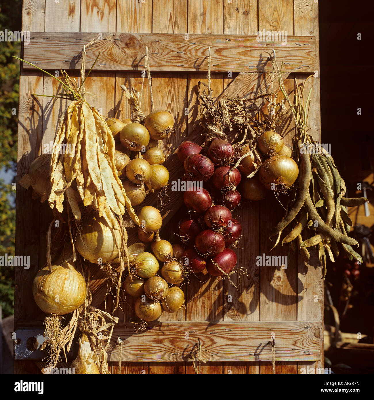 Drying onions hi-res stock photography and images - Alamy