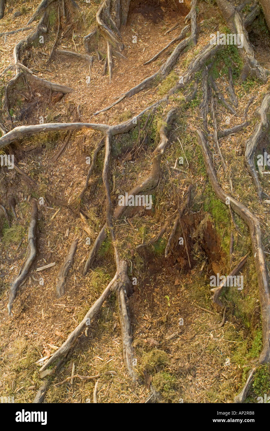 Hoh Rainforest Olympic National Park Washington State WA tree roots ...