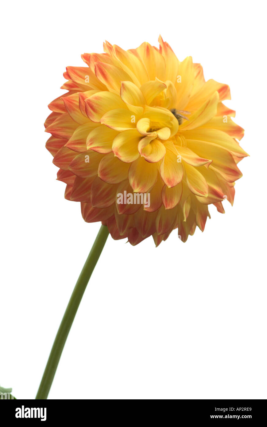 pretty single flower Stock Photo - Alamy