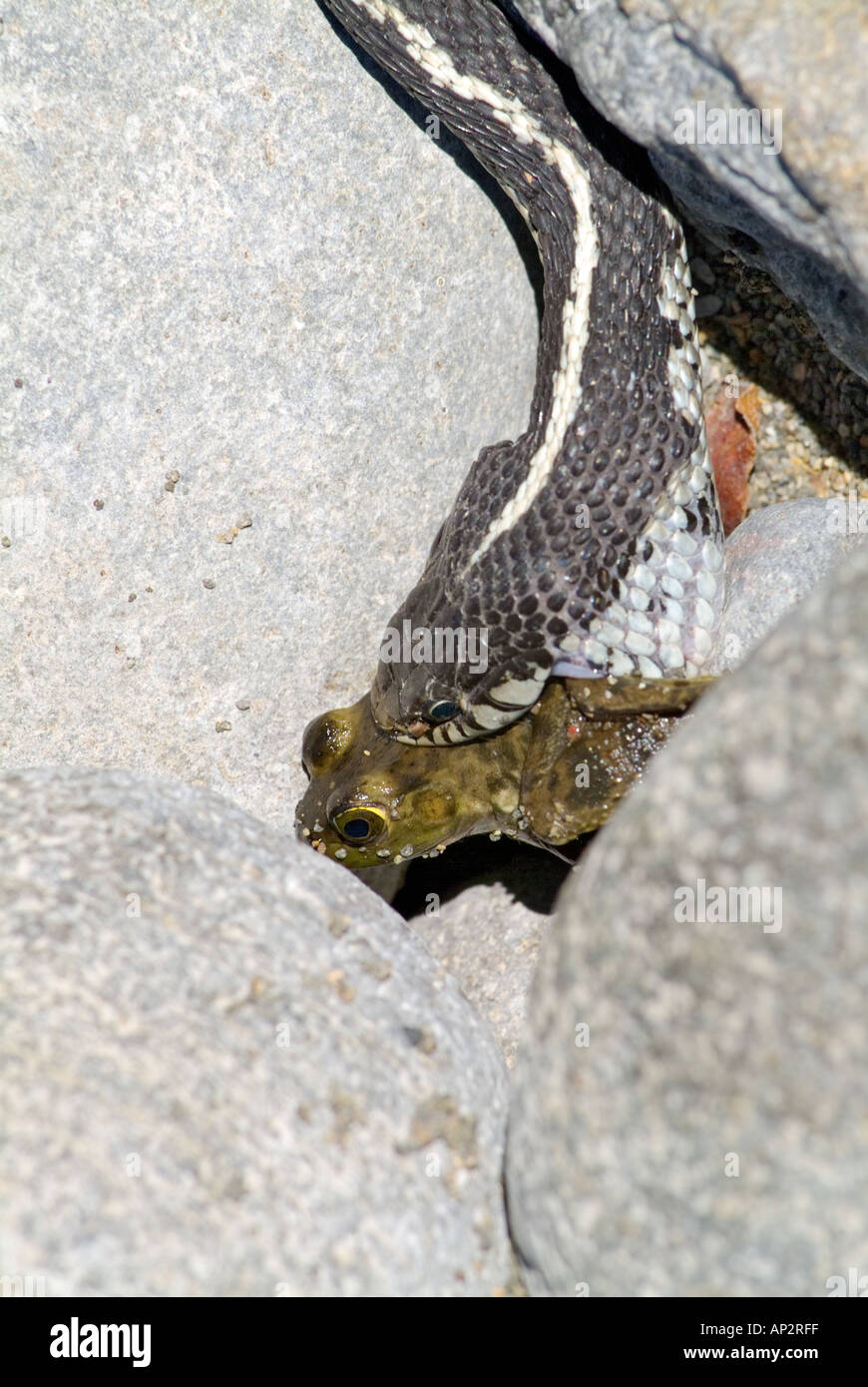 snake eating frog survival food reptile amphibian predator victim Stock ...