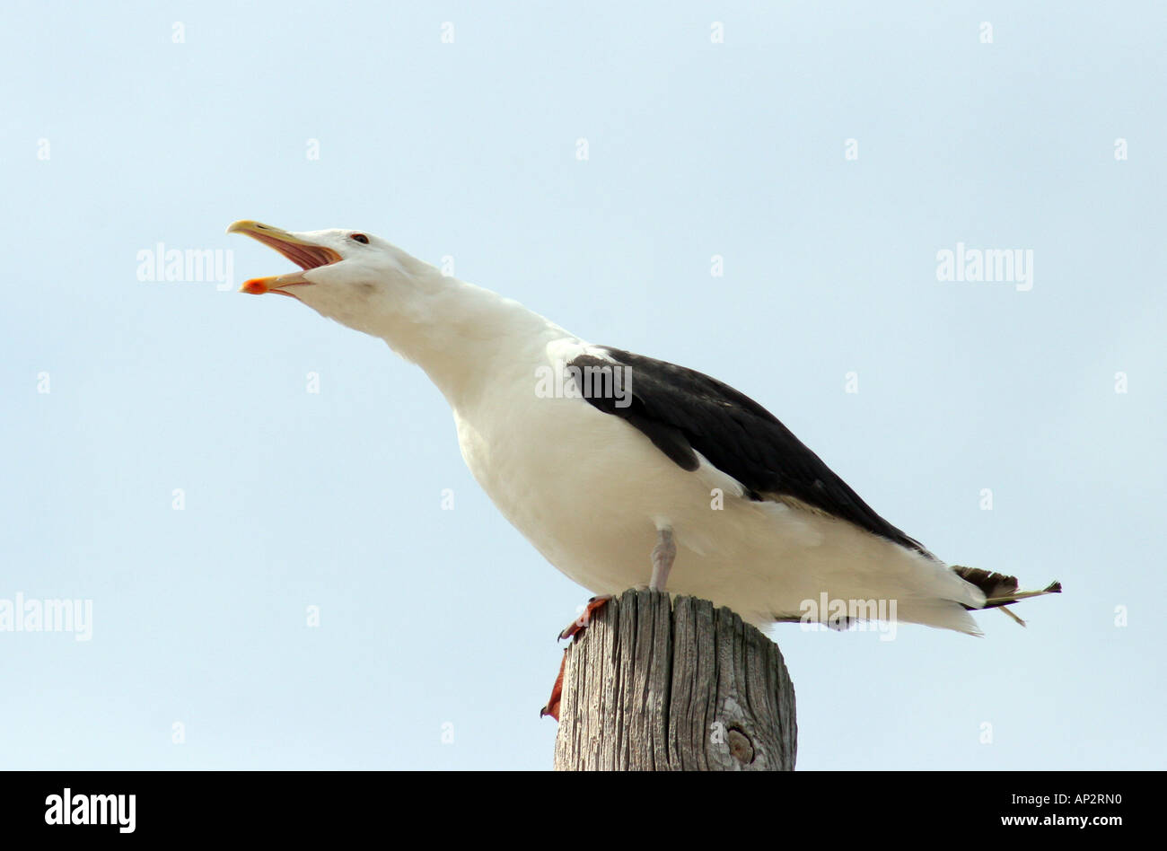 Great Black backed Gull calling Stock Photo - Alamy
