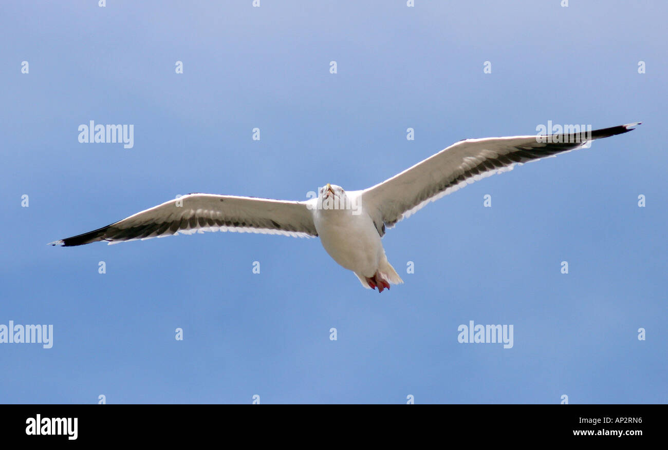 Great Black backed Gull in flight Stock Photo - Alamy