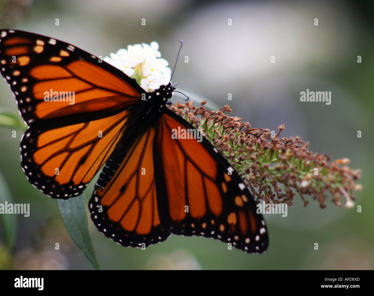 Monarch Butterfly with wings spread Stock Photo - Alamy