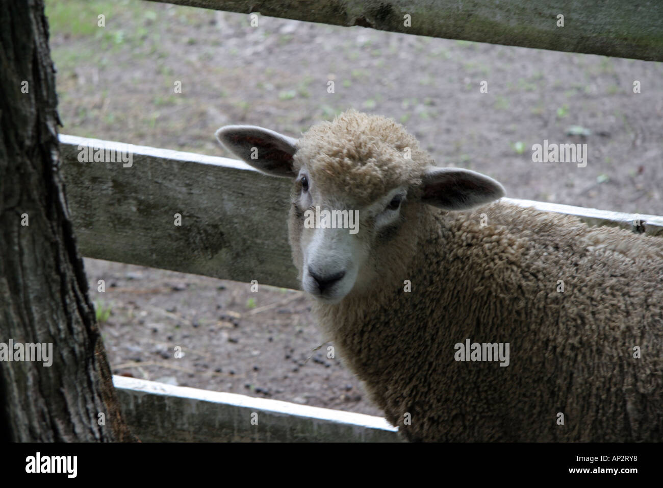 Flocculent hi-res stock photography and images - Alamy