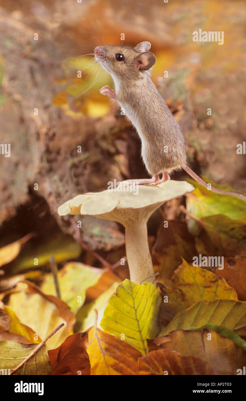 Mouse on a toadstool Stock Photo - Alamy