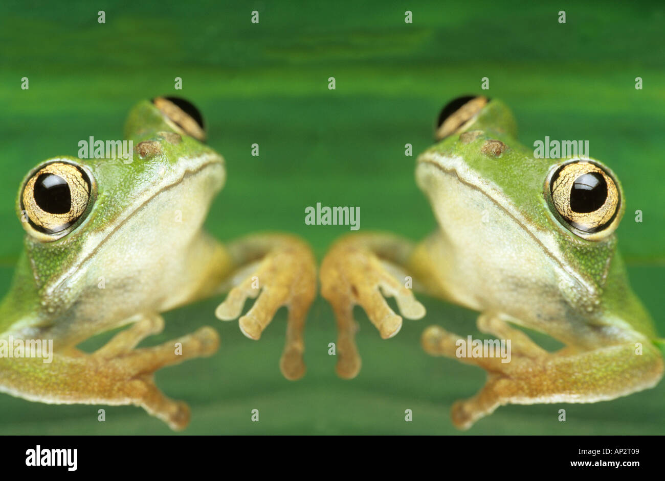 Green frogs two hi-res stock photography and images - Alamy