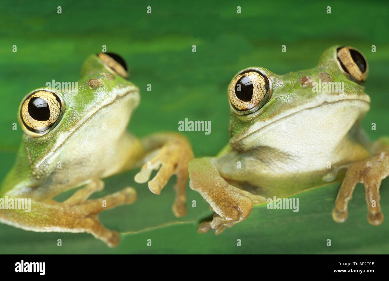 Two humour hi-res stock photography and images - Alamy