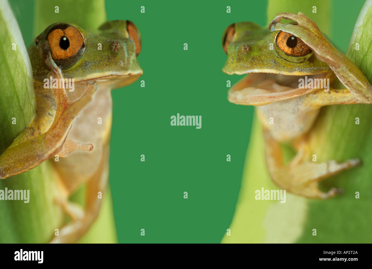 Two tree frogs Stock Photo - Alamy