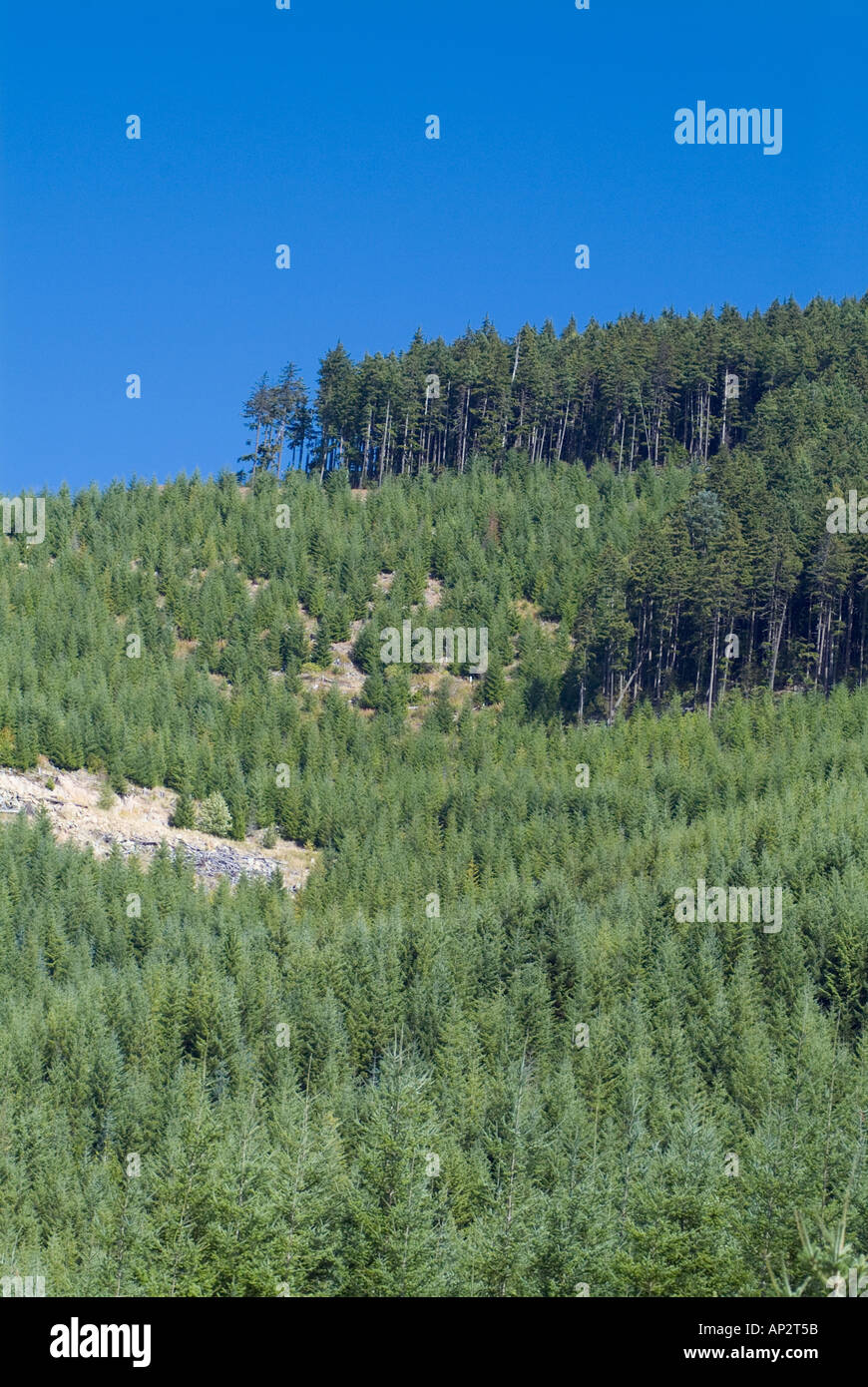 replanted reforested new growth logged hill logging harvested forest ...
