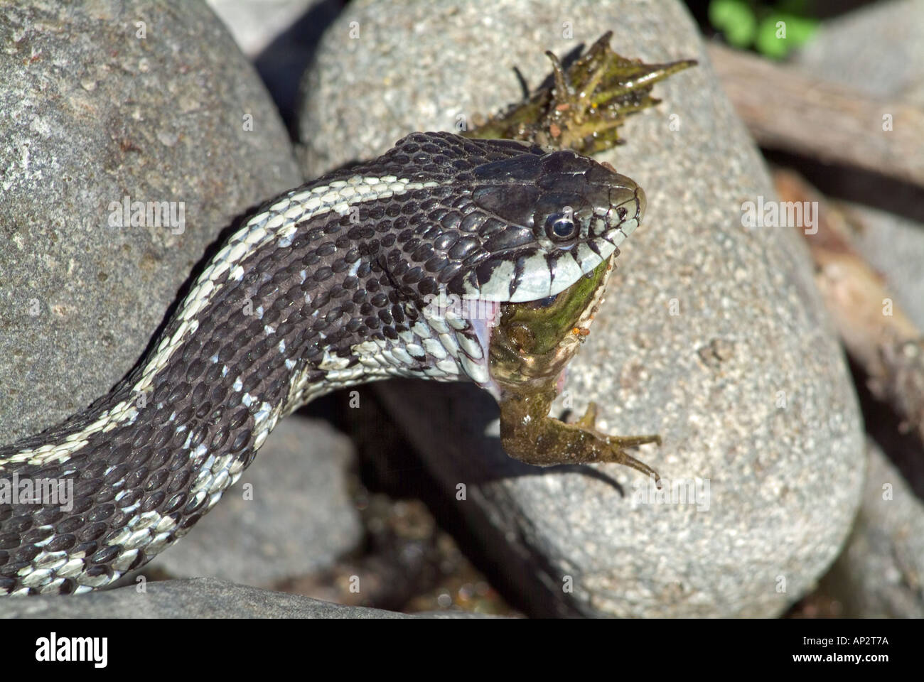 snake eating frog survival food reptile amphibian predator victim Stock ...