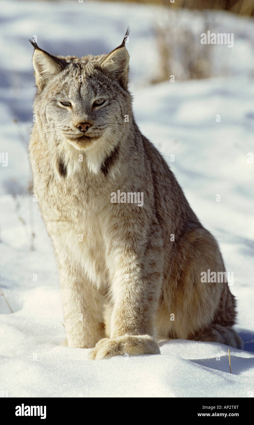 Lynx Lynx canadensis sitting in snow Montana USA Stock Photo - Alamy