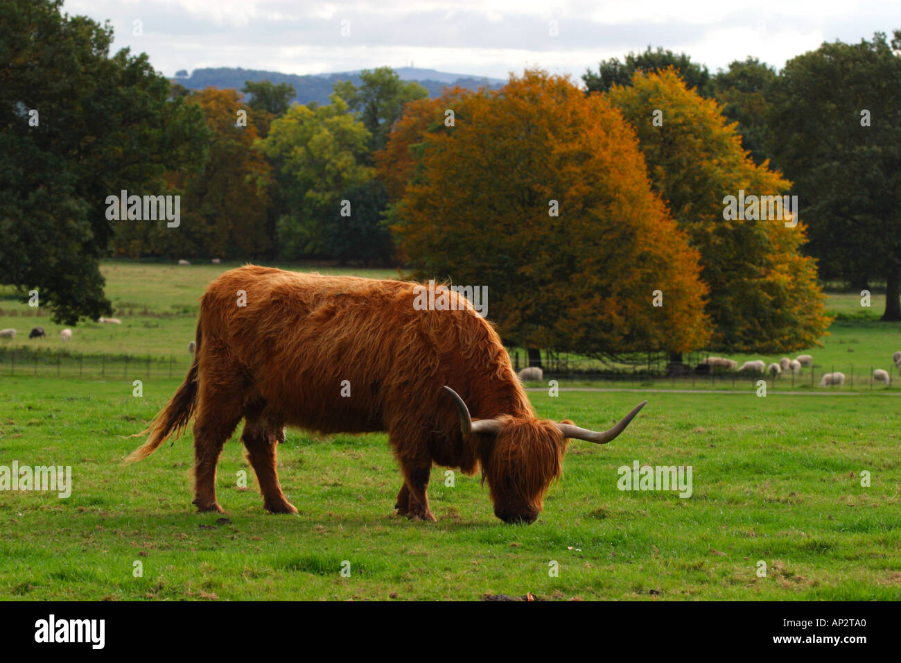 Highland cow cattle in english meadow in autumn England UK United ...