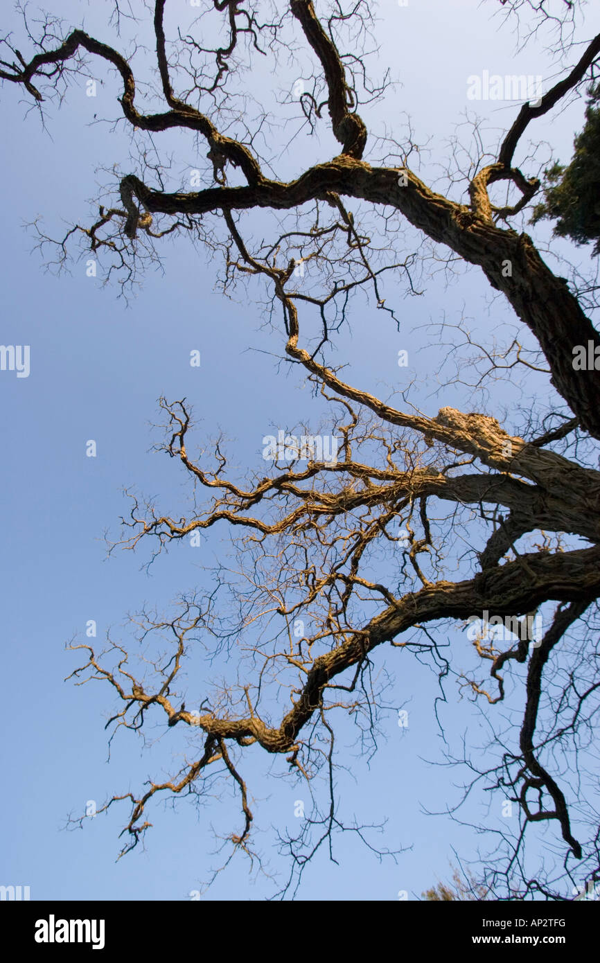 Tree with fractal branches Stock Photo - Alamy