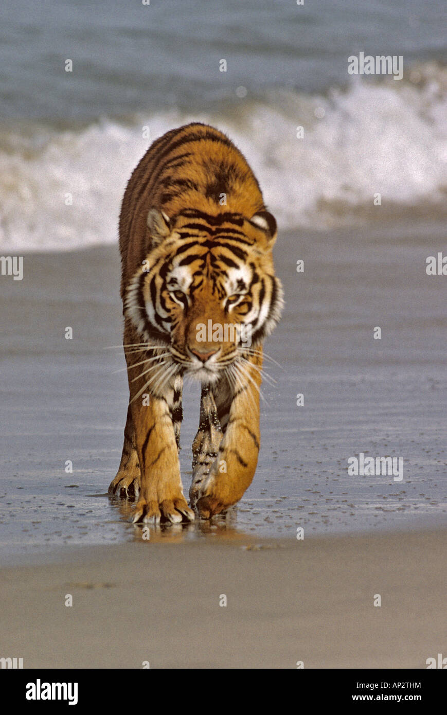 Bengal tiger Panthera tigris tigris in surf Stock Photo - Alamy