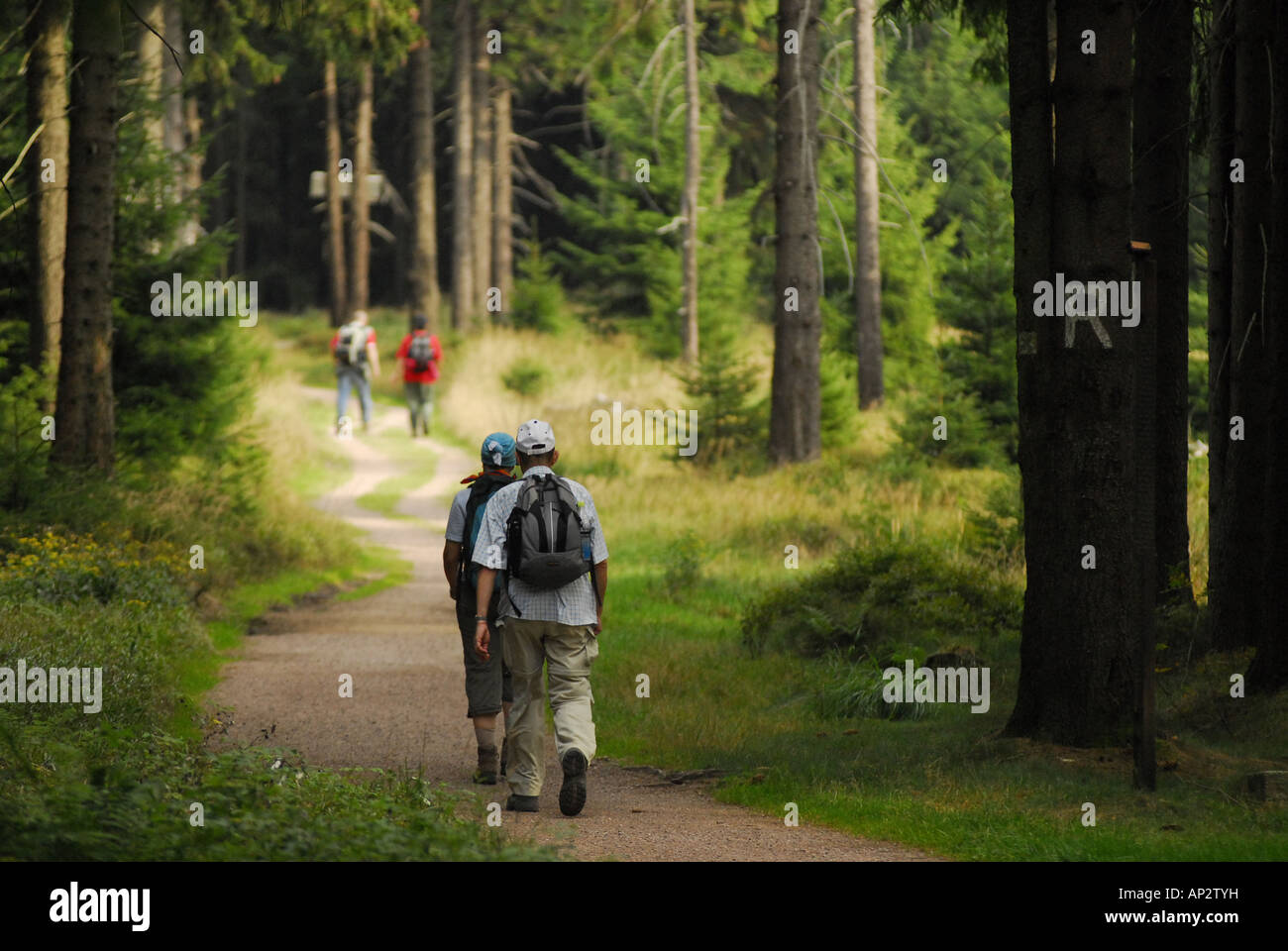 A couple on a hike through the forest, Rennsteig near Oberhof ...
