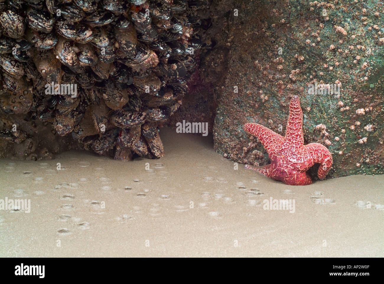 Ruby Beach Olympic National Park Washington State WA beaches coastal ...