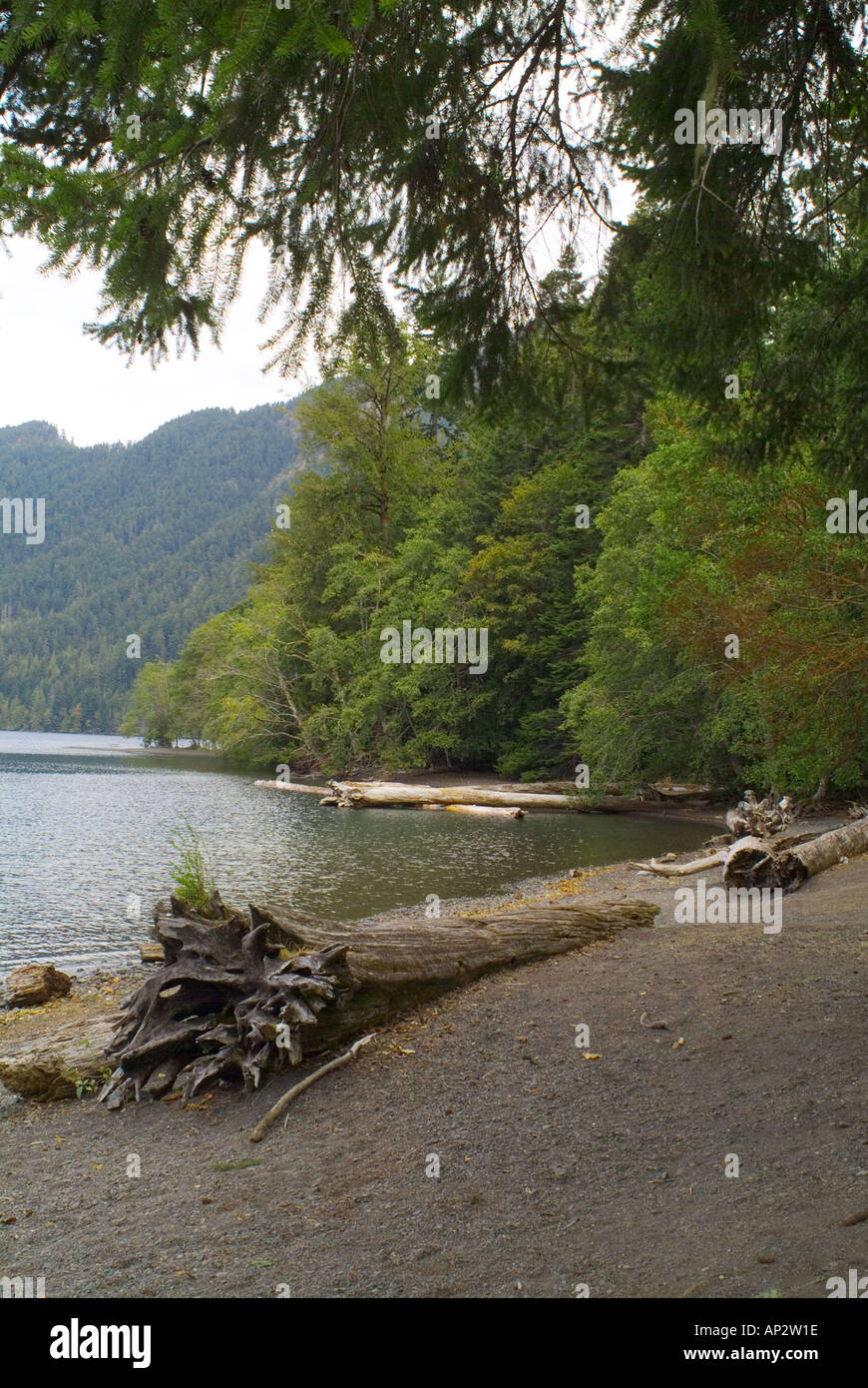 Lake Crescent and and shoreline at Bovee s Meadow Washington State WA ...