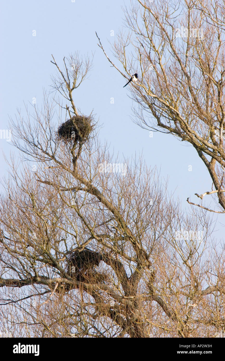 Bird s nests and magpie in branches of a tree Stock Photo - Alamy