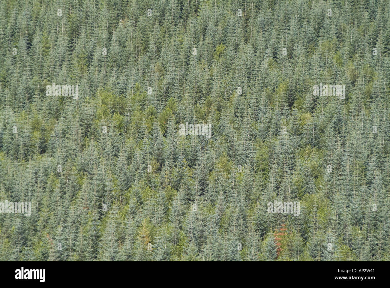 evergreen trees forest Washington State WA Stock Photo - Alamy
