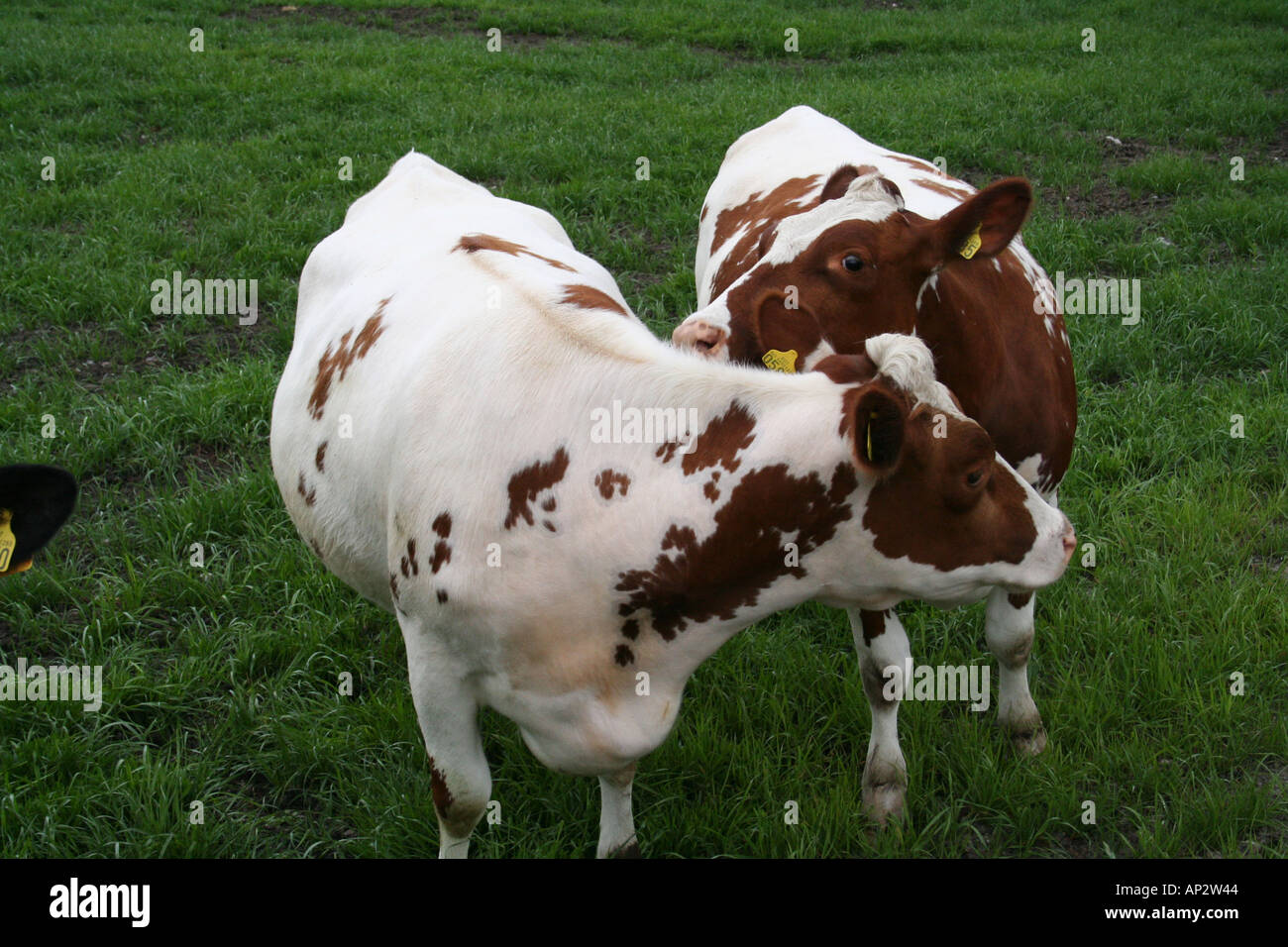 Norwegian cows hi-res stock photography and images - Alamy